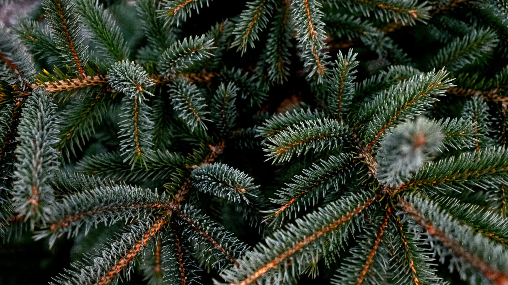 Cedro del Atlas: cuidados (Cedrus atlantica)