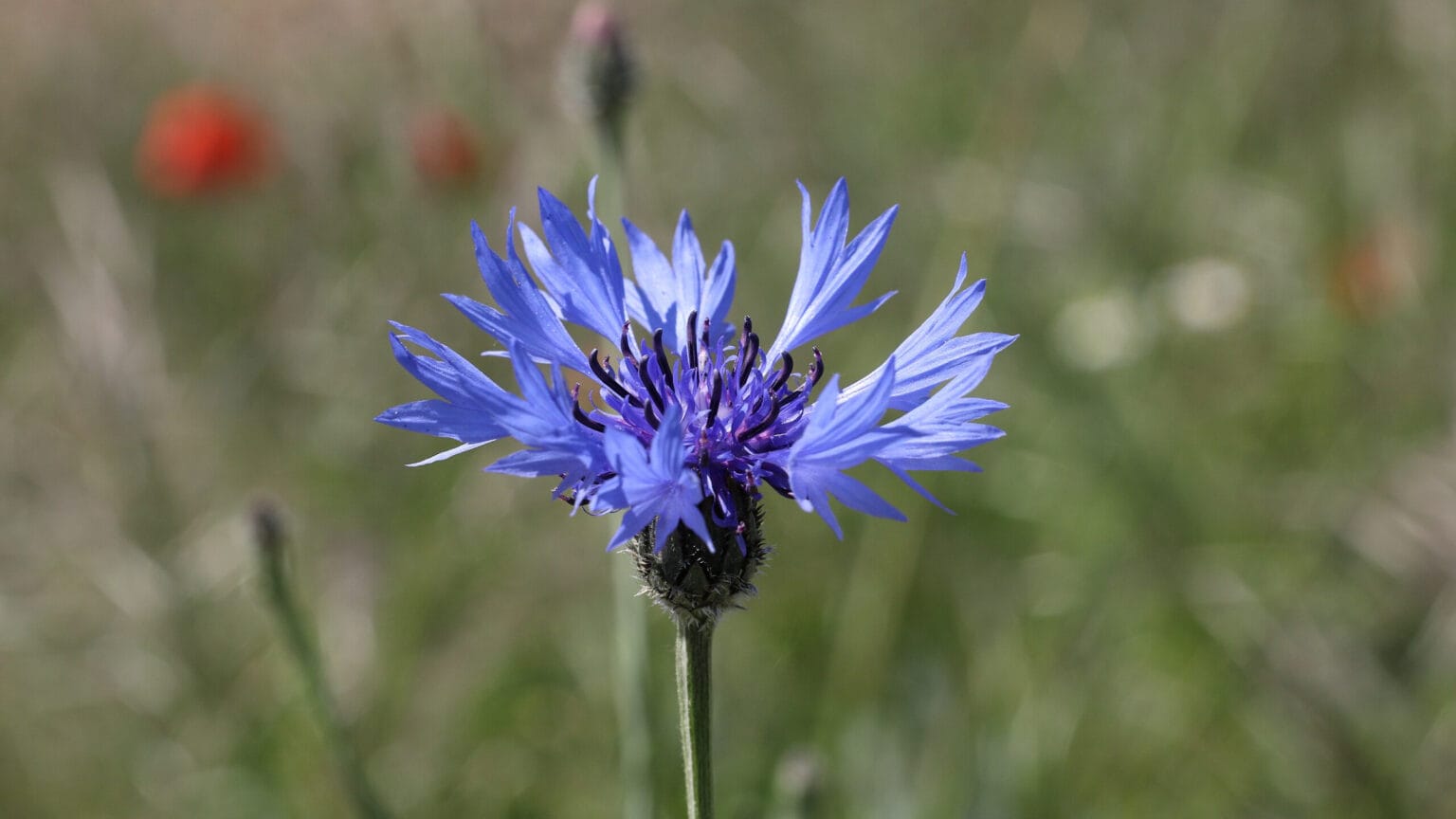 Aciano: cuidados (Centaurea cyanus)