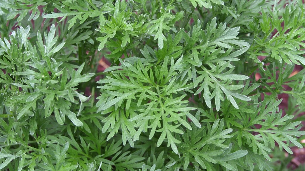 Ajenjo: cuidados (Artemisia absinthium)