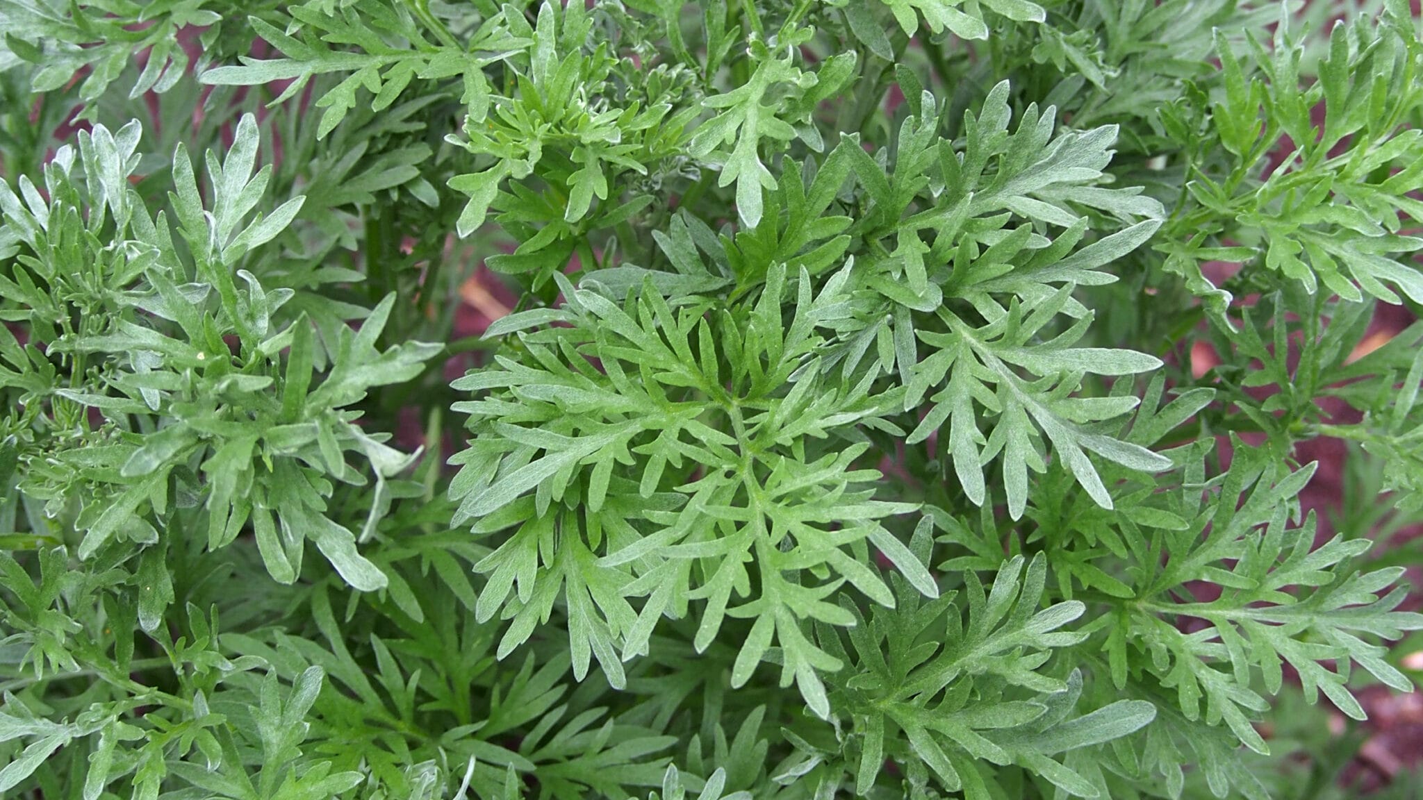 Ortiga mayor: cuidados (Urtica dioica)