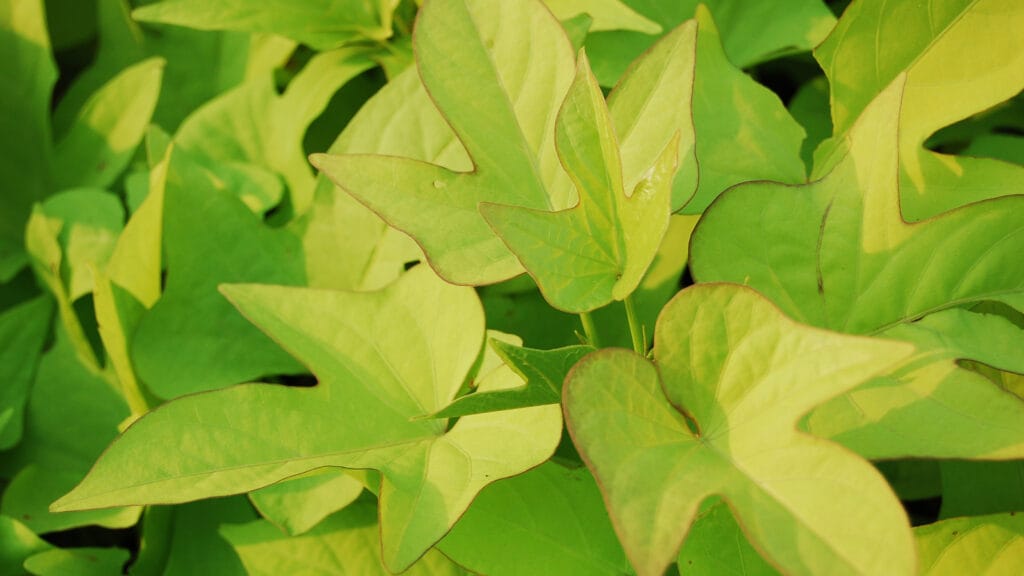 Boniato: cuidados (Ipomoea batatas)