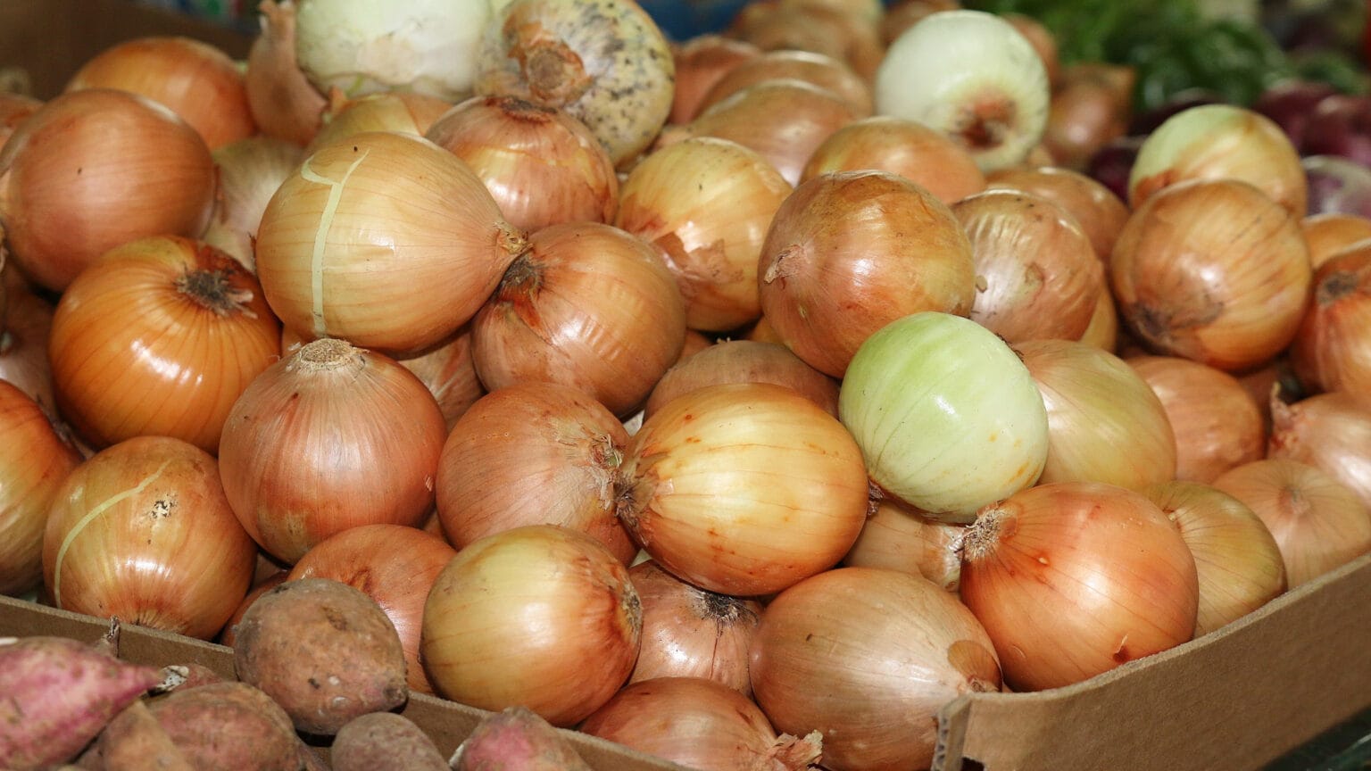 Cebolla: cuidados (Allium cepa)