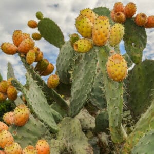 Chumbera: cuidados (Opuntia ficus-indica)