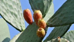 Chumbera: cuidados (Opuntia ficus-indica)
