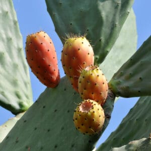 Chumbera: cuidados (Opuntia ficus-indica)