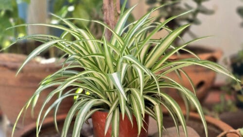 Cinta: cuidados (Chlorophytum comosum)