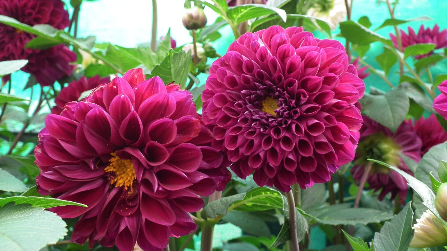 Dalia: cuidados (Dahlia spp.)