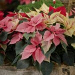 Flor de Pascua: cuidados (Euphorbia pulcherrima)