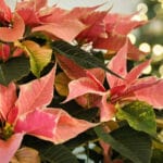 Flor de Pascua: cuidados (Euphorbia pulcherrima)