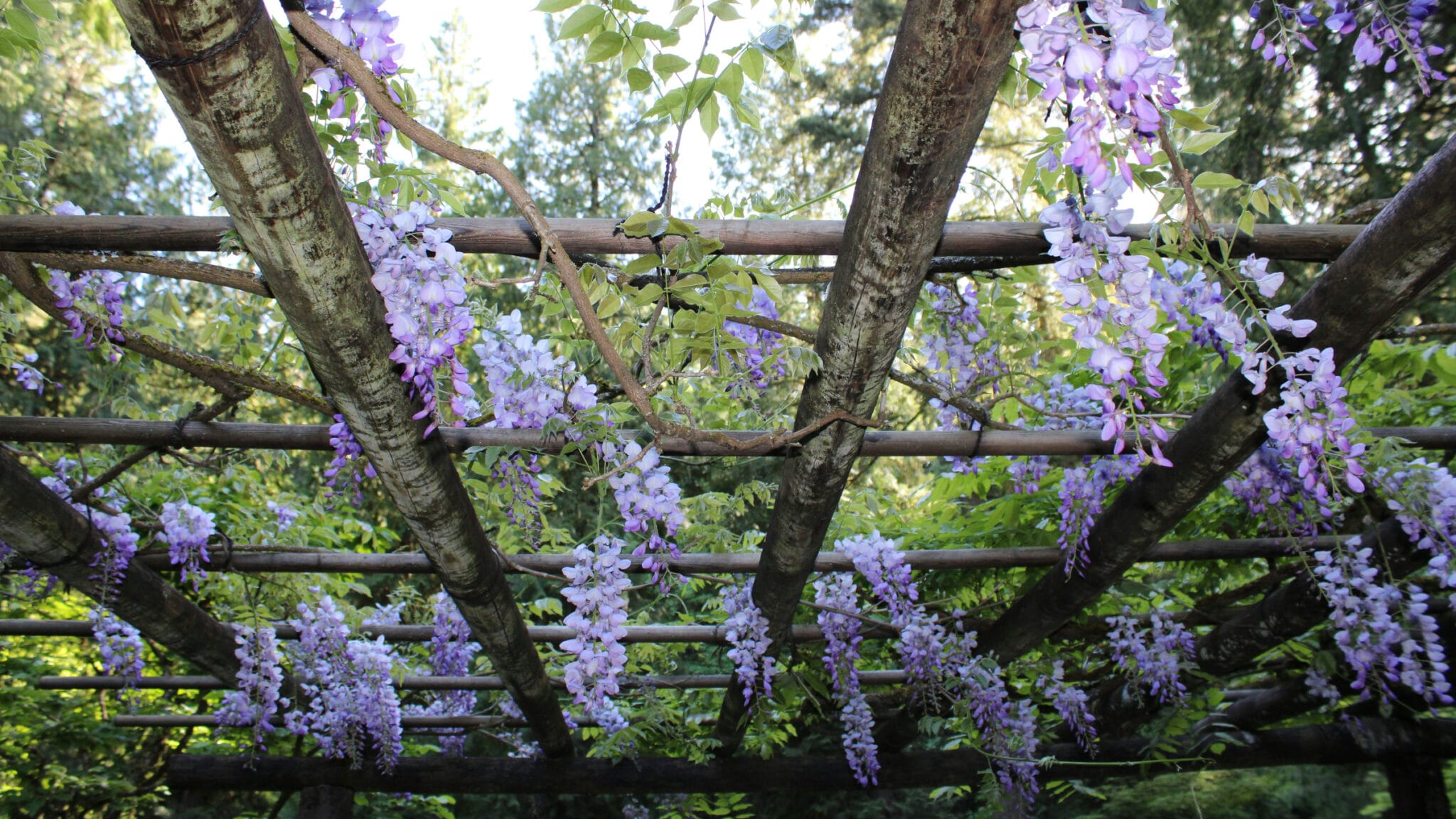 Glicinia china: cuidados (Wisteria sinensis)