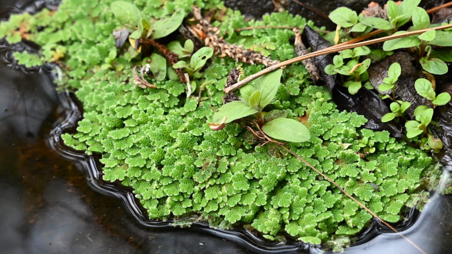 Helecho de agua: cuidados (Azolla filiculoides)