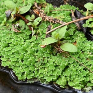 Helecho de agua: cuidados (Azolla filiculoides)