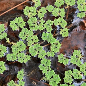 Helecho de agua: cuidados (Azolla filiculoides)
