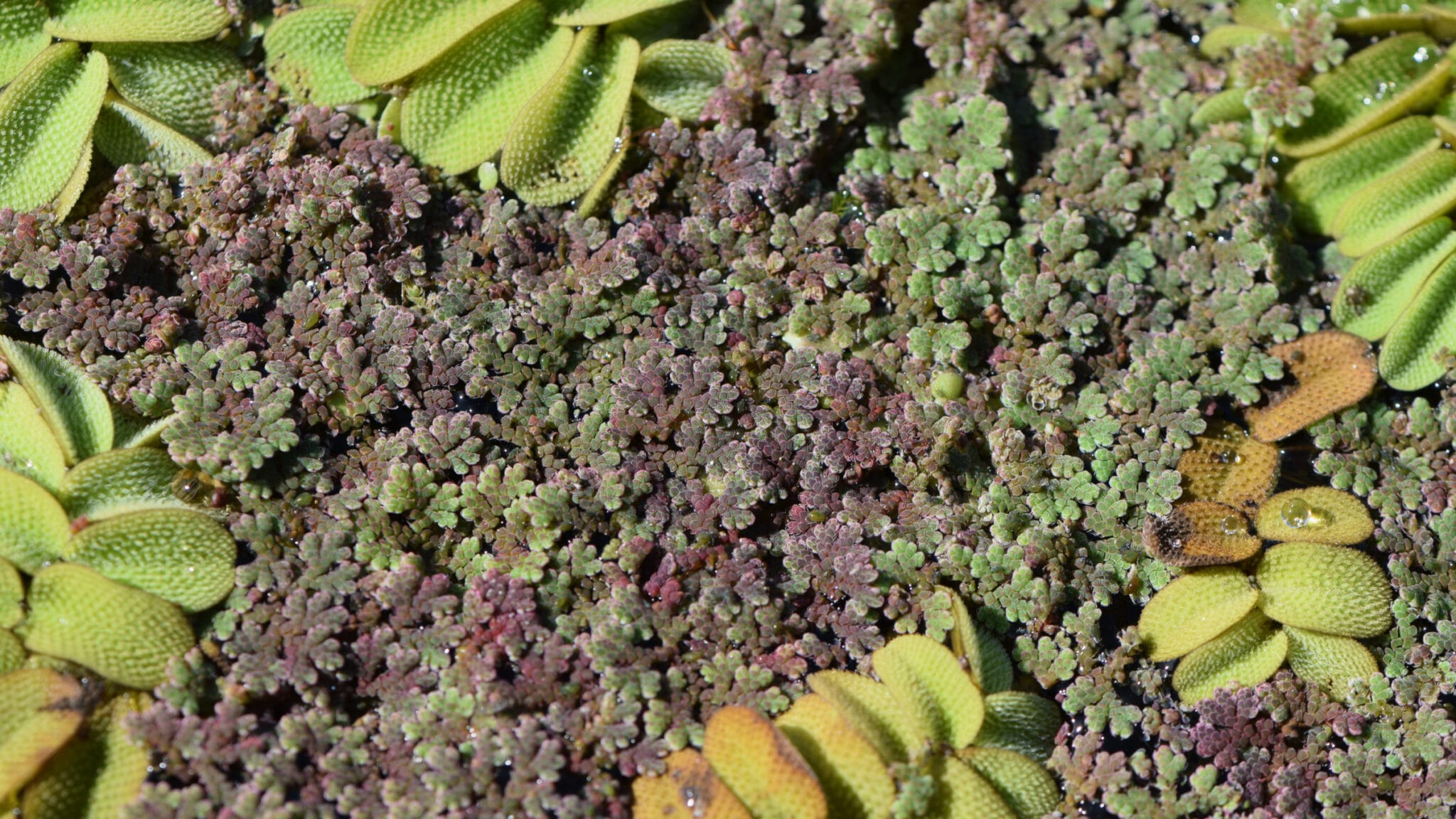 Helecho de agua: cuidados (Azolla filiculoides)