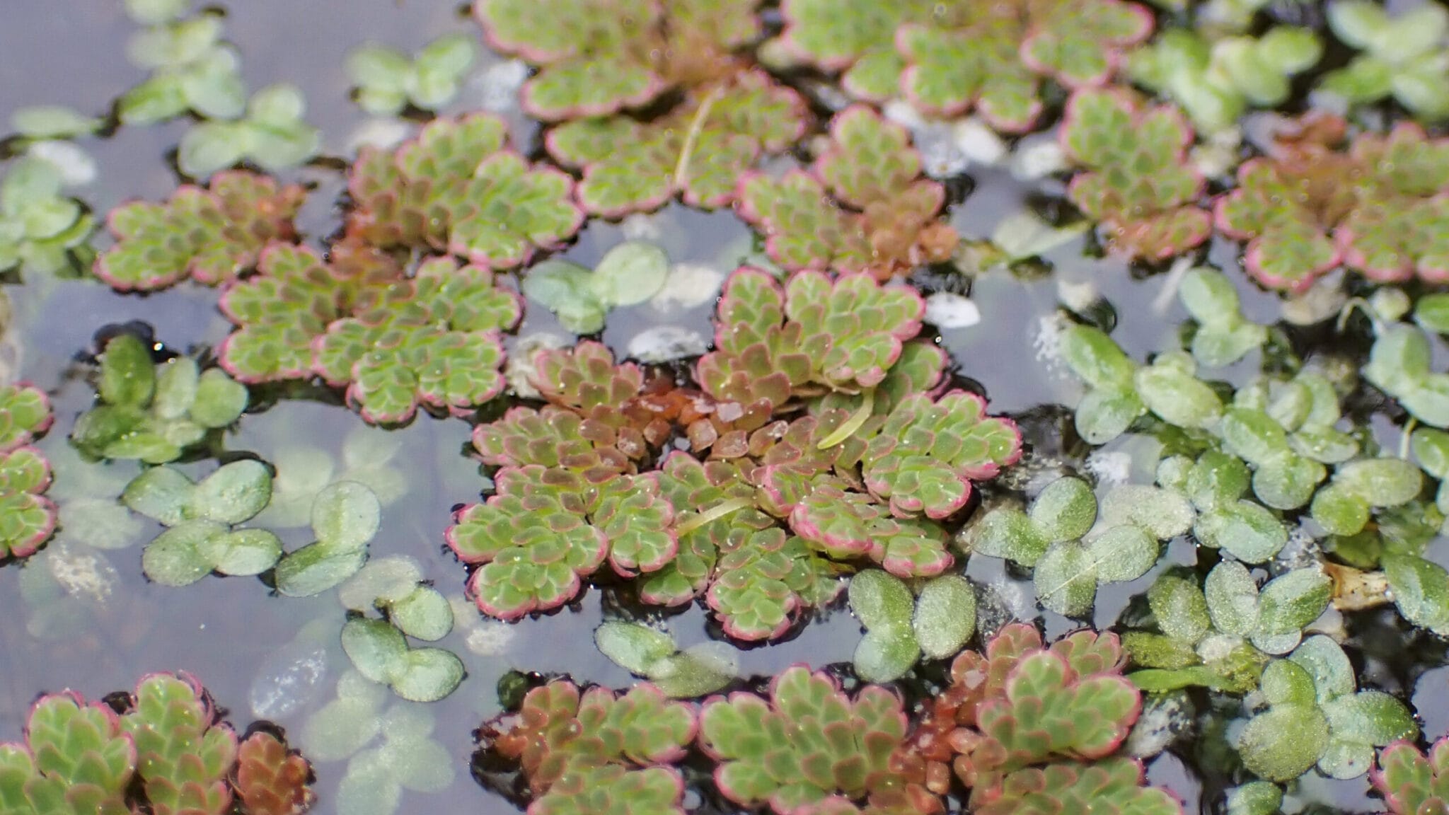 Helecho de agua: cuidados (Azolla filiculoides)