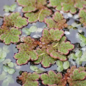 Helecho de agua: cuidados (Azolla filiculoides)