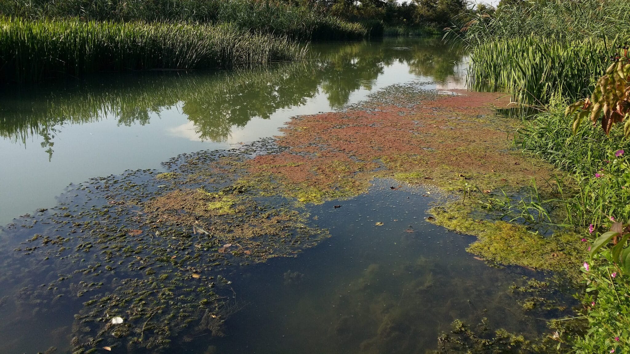 Helecho de agua: cuidados (Azolla filiculoides)