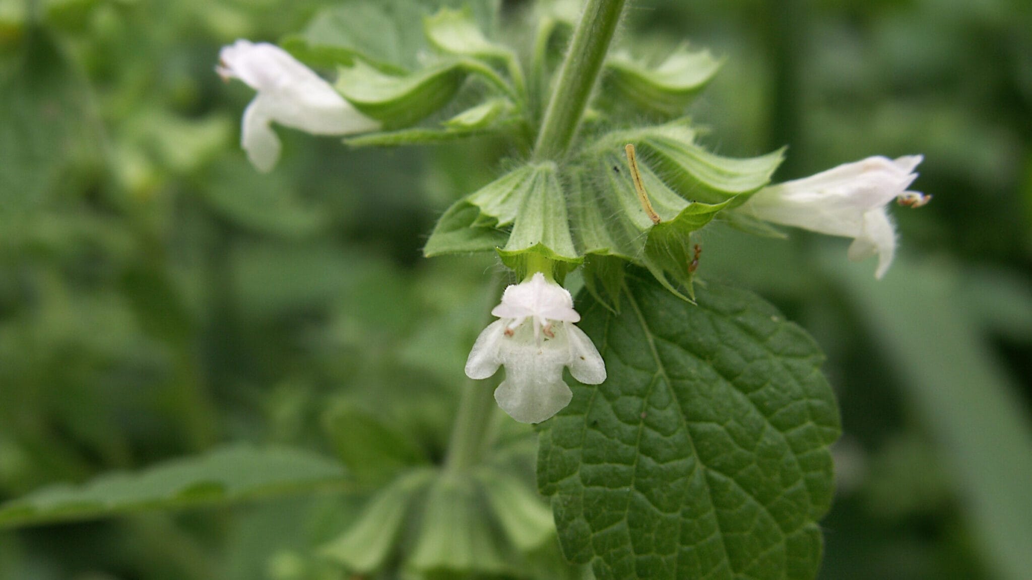 Melisa: cuidados (Melissa officinalis)