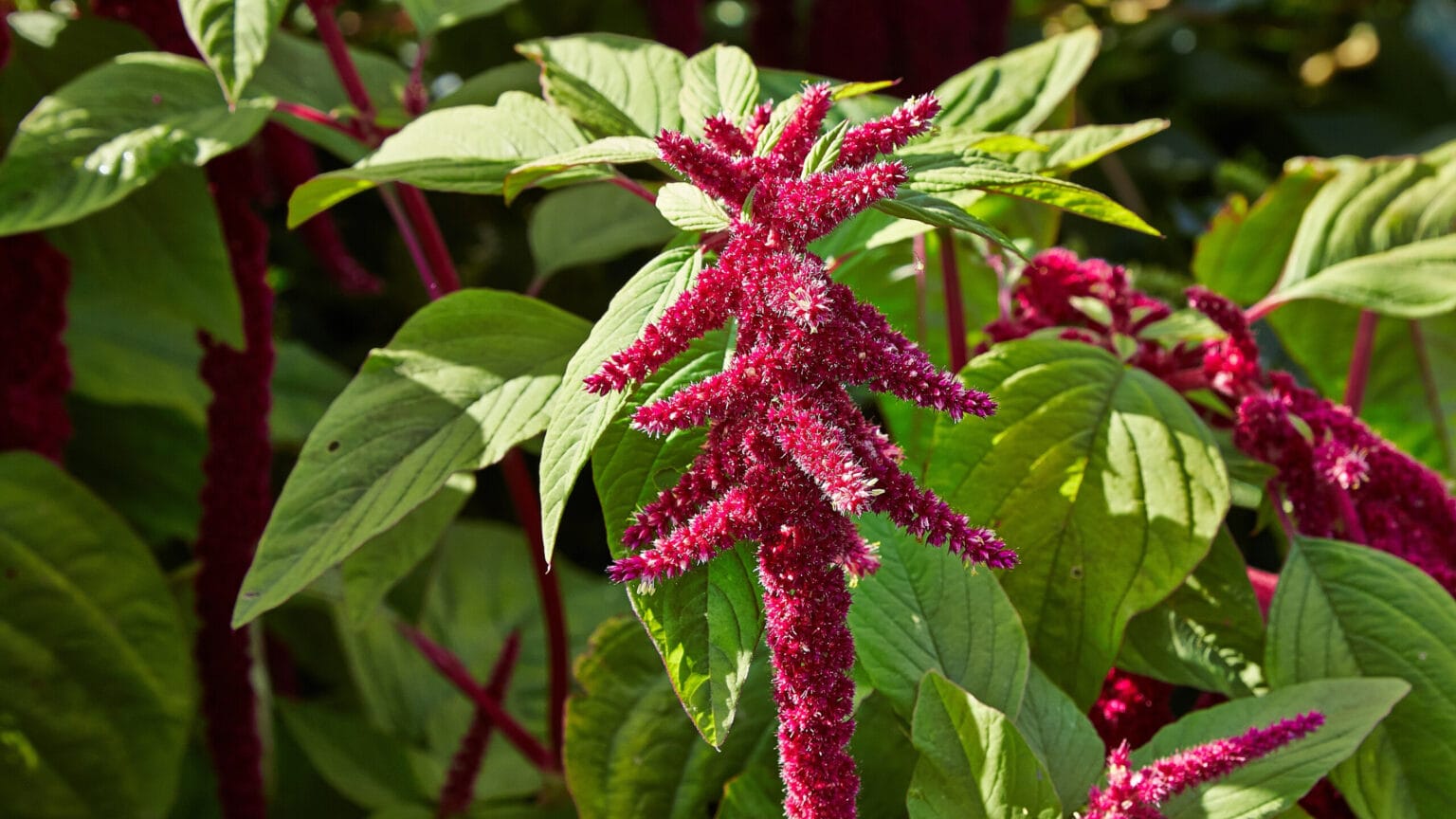 Moco de pavo: cuidados (Amaranthus caudatus)
