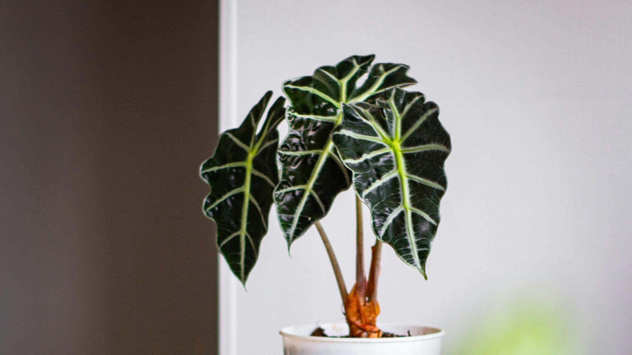 Planta china del dinero: cuidados (Pilea peperomioides)