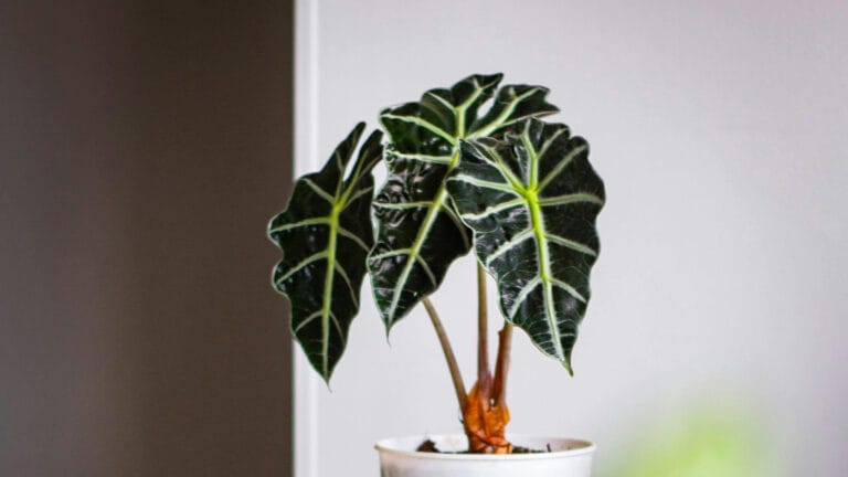 Planta china del dinero: cuidados (Pilea peperomioides)