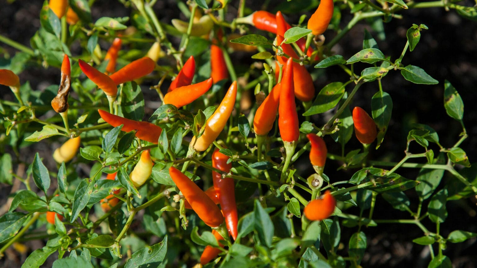 Pimiento: cuidados (Capsicum annuum)