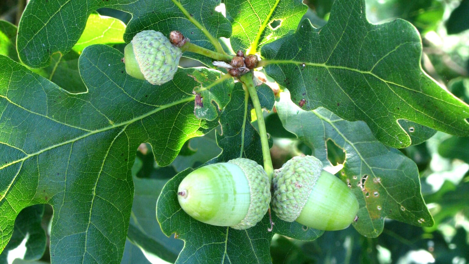 Roble: cuidados (Quercus robur)