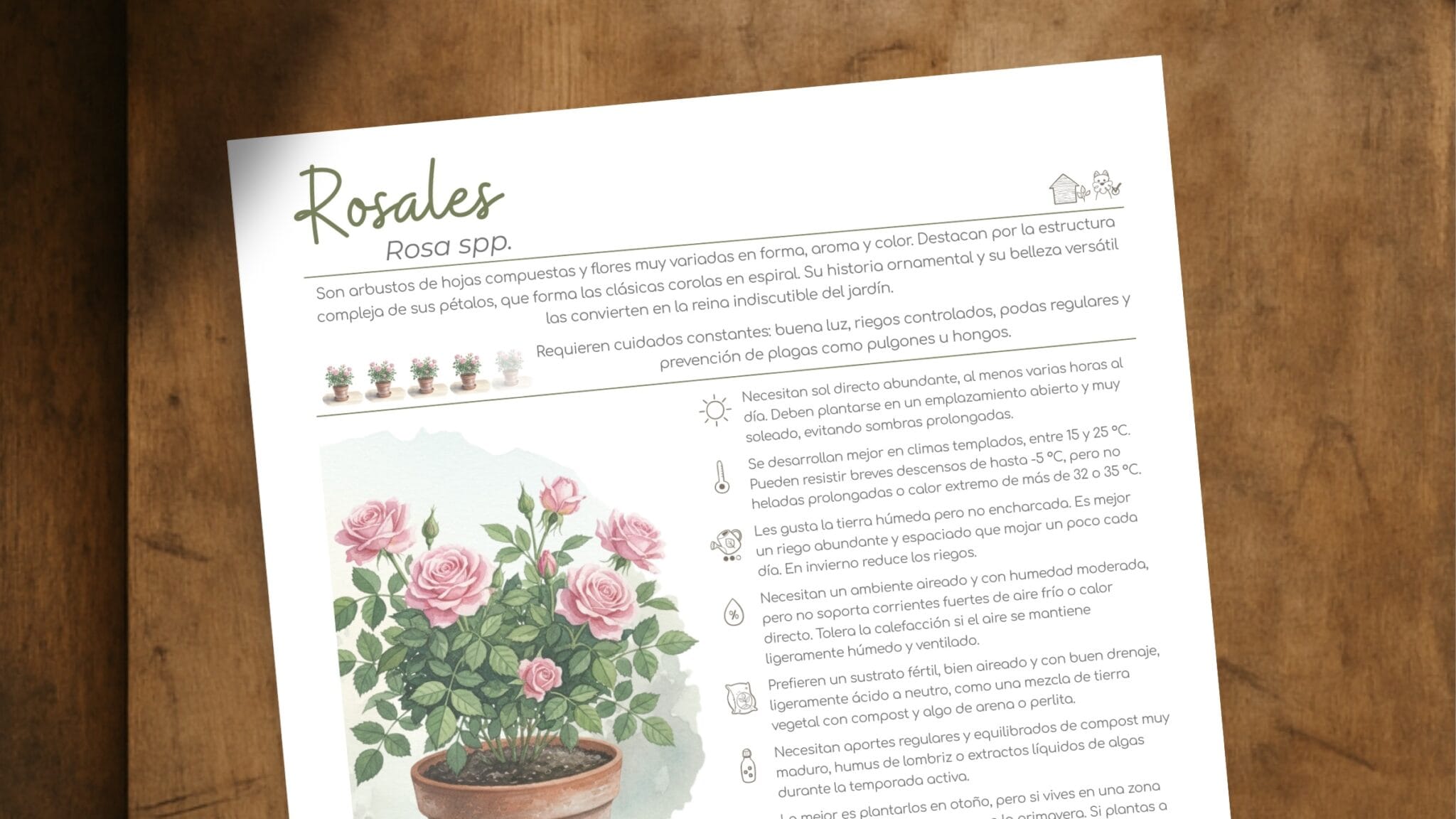 Rosales: cuidados (Rosa spp.)