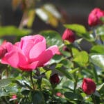 Rosales: cuidados (Rosa spp.)