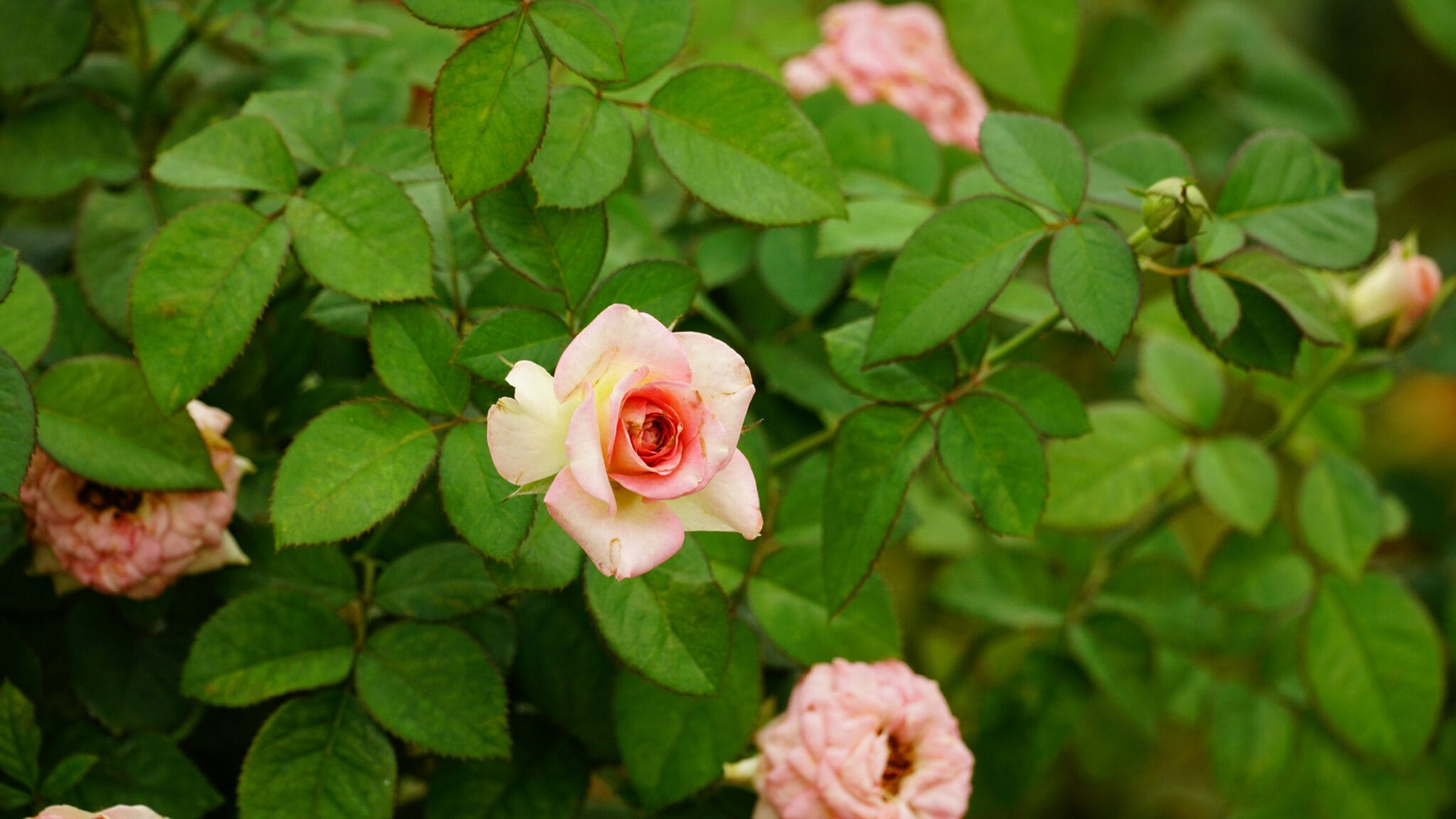 Rosales: cuidados (Rosa spp.)