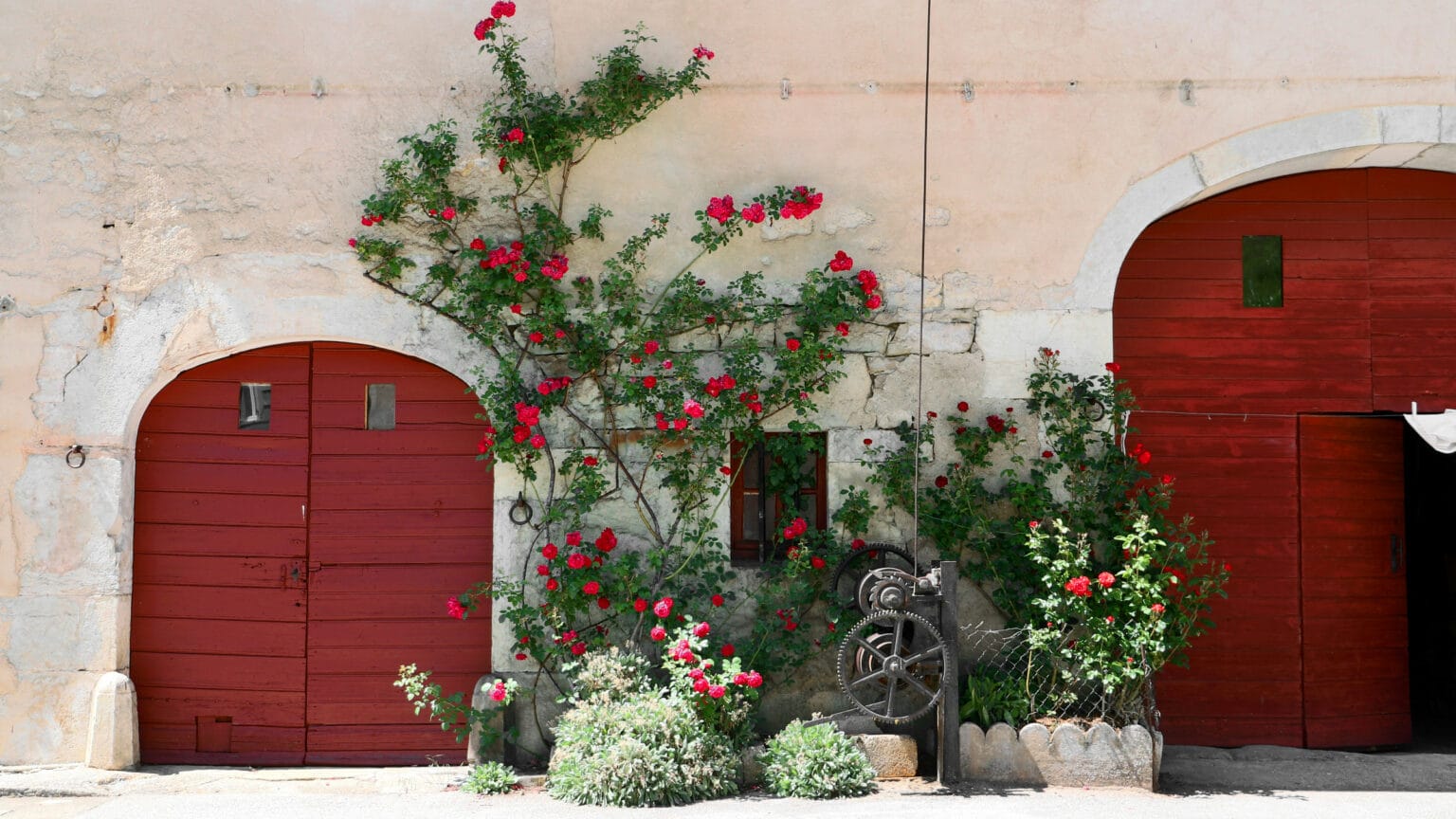 Rosales: cuidados (Rosa spp.)
