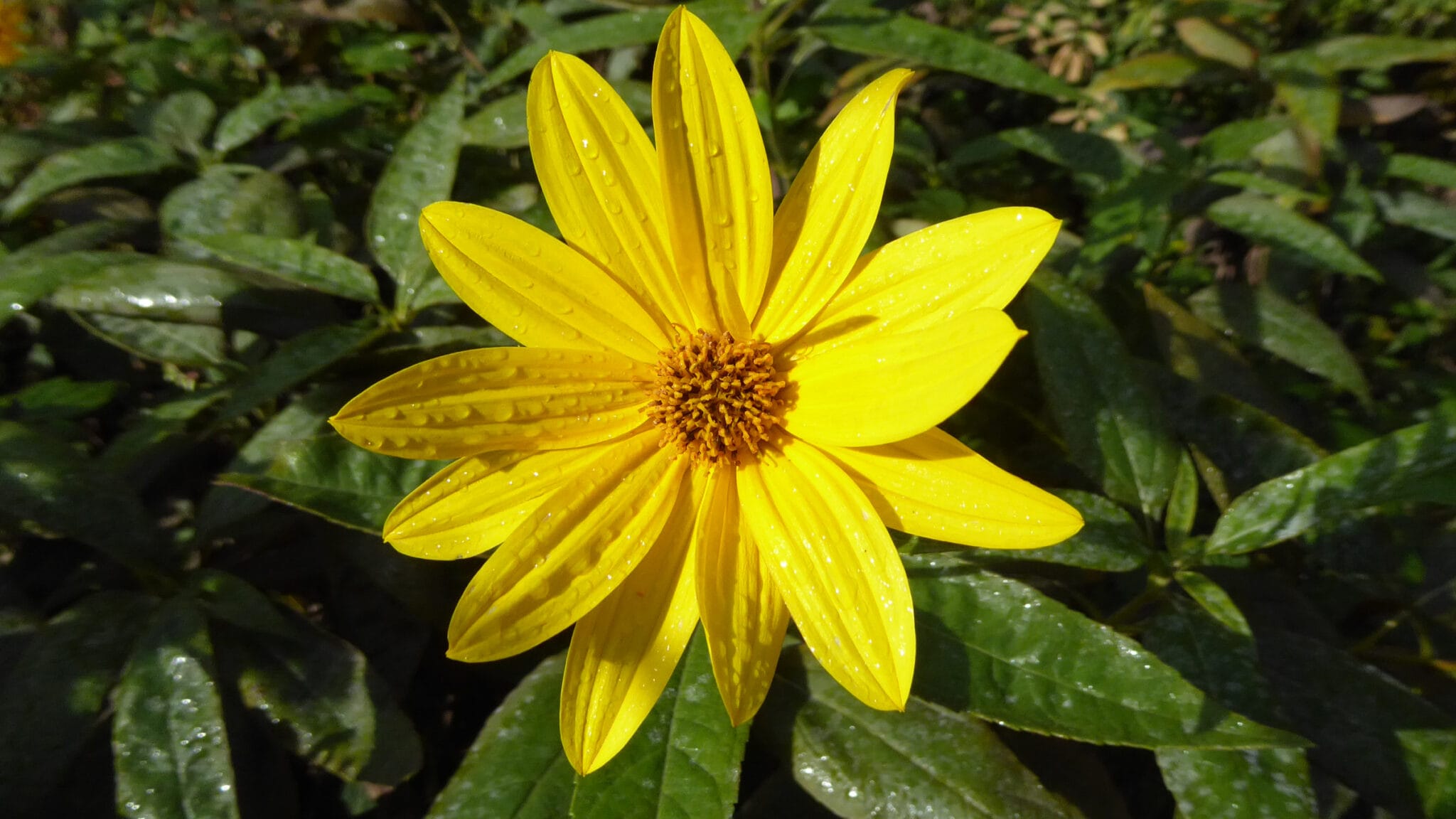 Tupinambo: cuidados (Helianthus tuberosus)