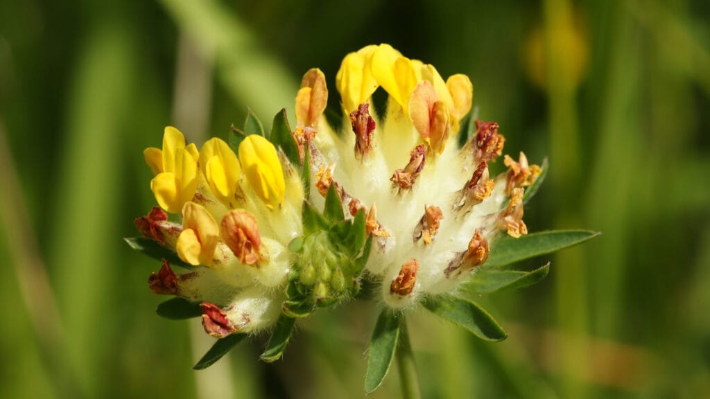 Ortiga mayor: cuidados (Urtica dioica)